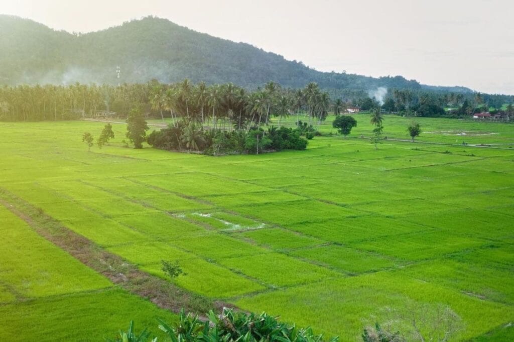 Kampung Padang Maras » Discovery Terengganu