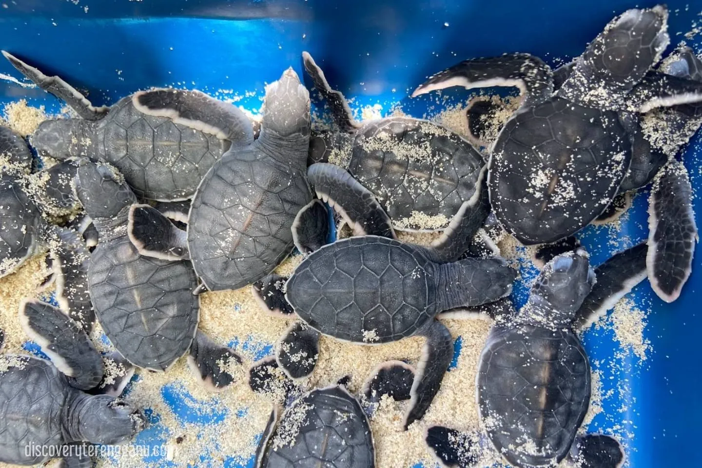 Chagar Hutang Turtle Sanctuary, Pulau Redang » Discovery Terengganu