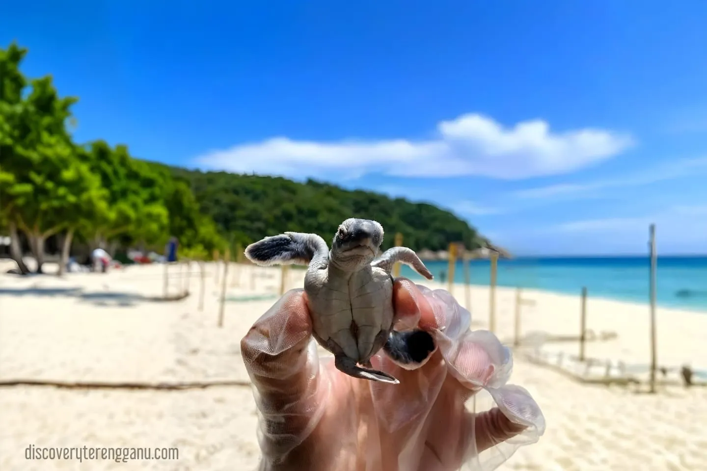 Chagar Hutang Turtle Sanctuary, Pulau Redang » Discovery Terengganu